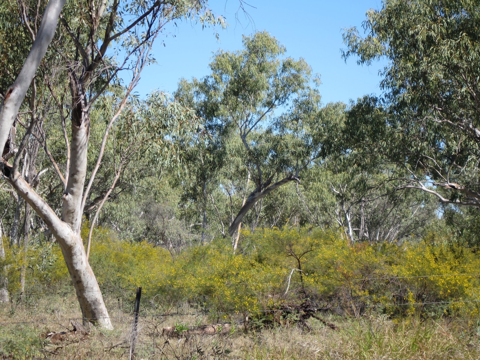 Peripatetic Shenanigans: RICHMOND - MOUNT ISA