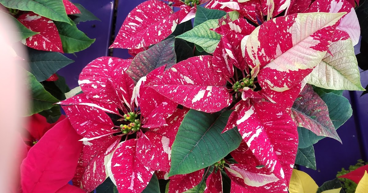 The Flower Bin: How to Care for your Flower Bin Poinsettia