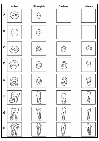 Estágios de Desenvolvimento de Nolla