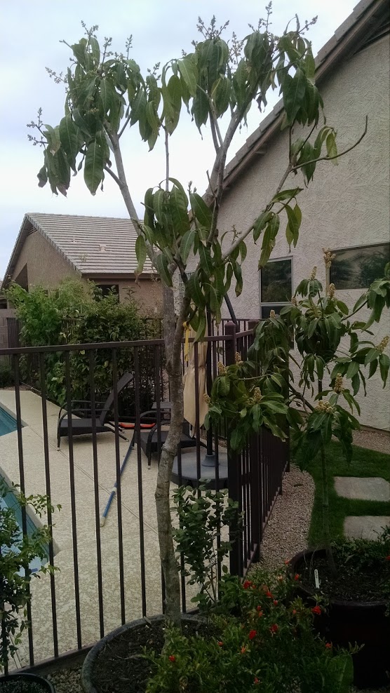 Desert Valley Orchard: Springfels Mango