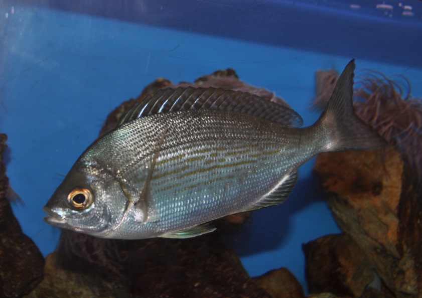 ZOOTOGRAFIANDO (6.057 ANIMALS): CHOPA / BLACK SEABREAM (Spondyliosoma ...