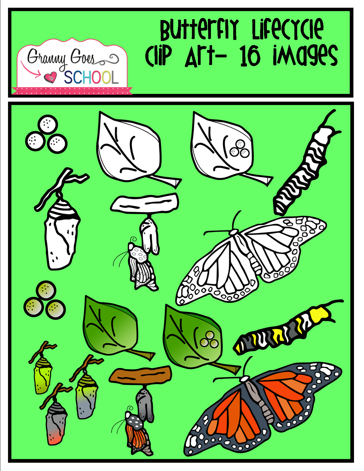 Granny Goes to School: Butterfly Life Cycle Clip Art