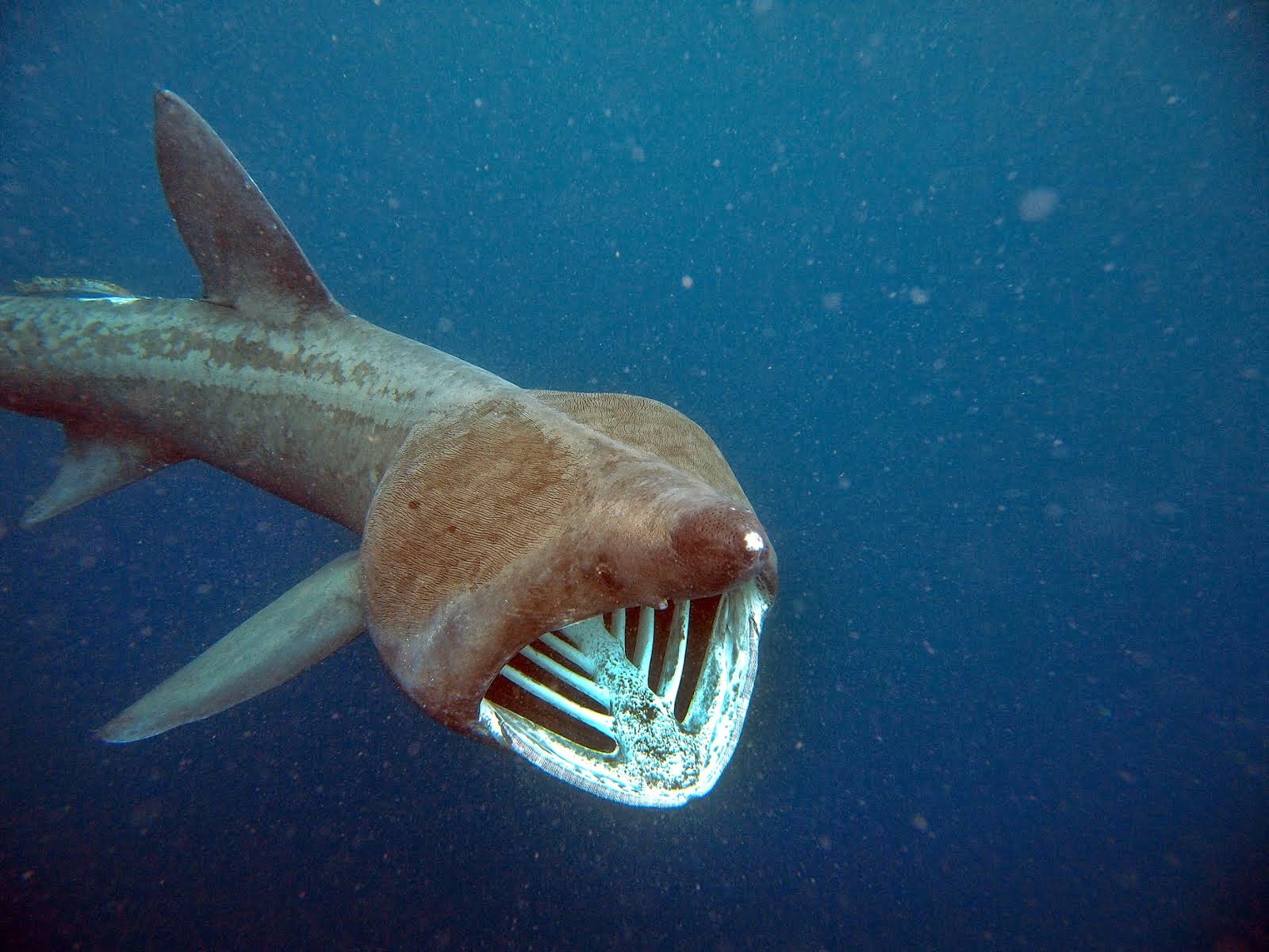 Corriere del Web: Arrivati in Puglia i rari Squali Elefante: avvistati ...