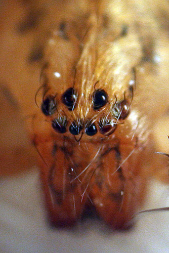 Arañas: Araña Fantasma Amarlla
