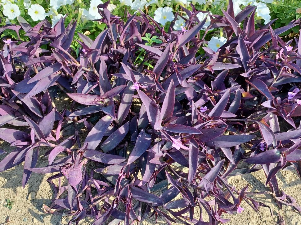 Future Plants by Randy Stewart: Setcreasea pallida ( Purple Heart )