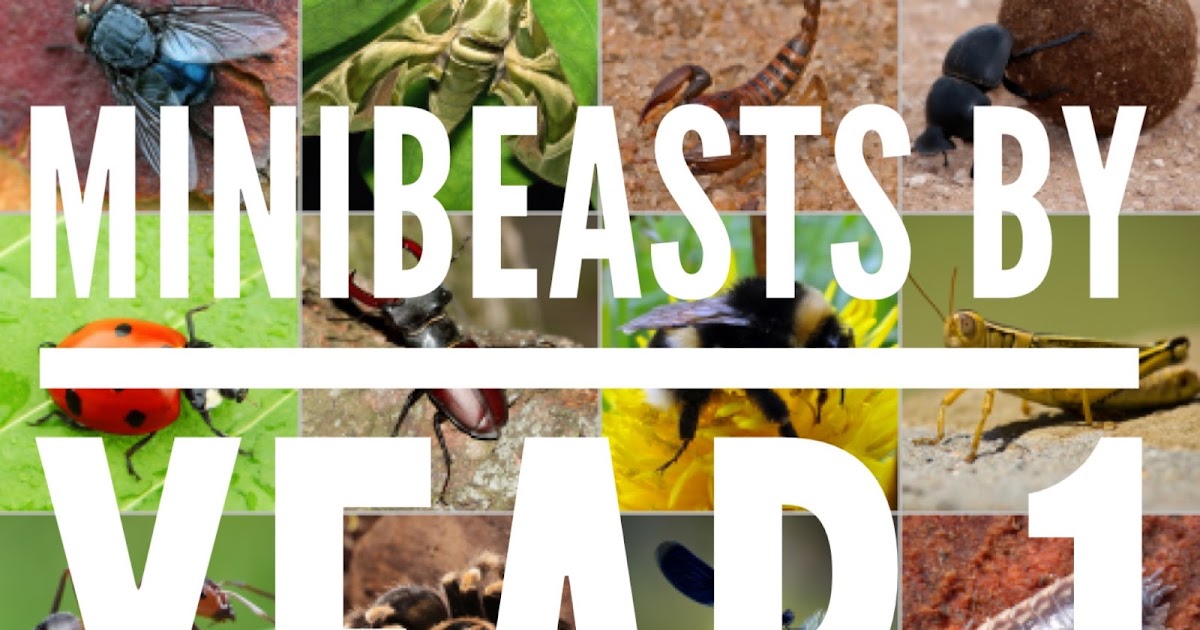 Creating our own Minibeasts app!