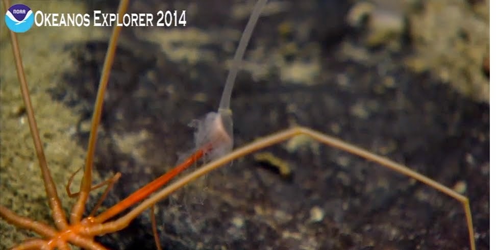 The Echinoblog: A panoply of Pycnogonid (sea spider) biology from the ...