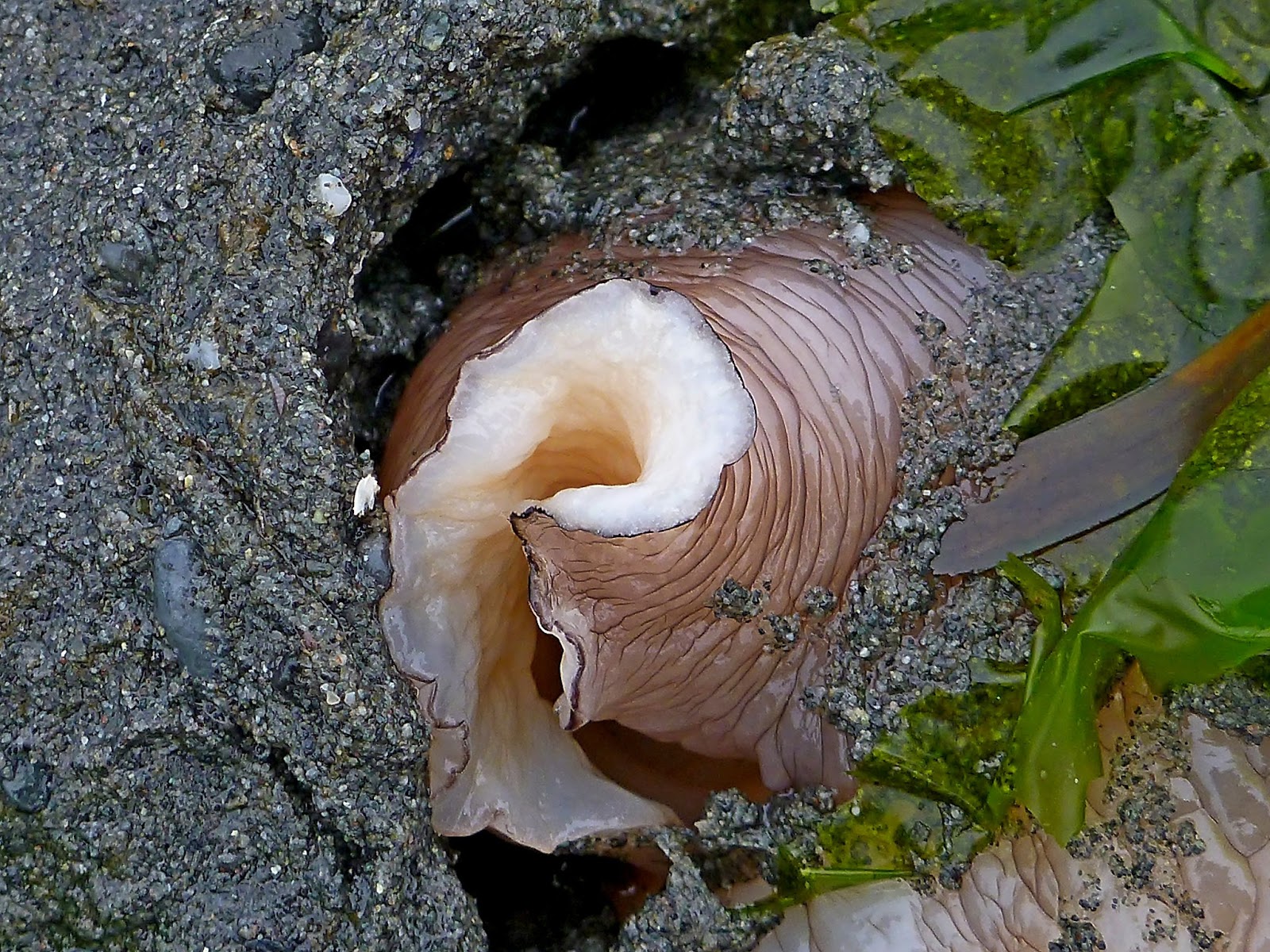Buzz's Marine Life of Puget Sound: SCHMITZ PARK 7-21&22-13