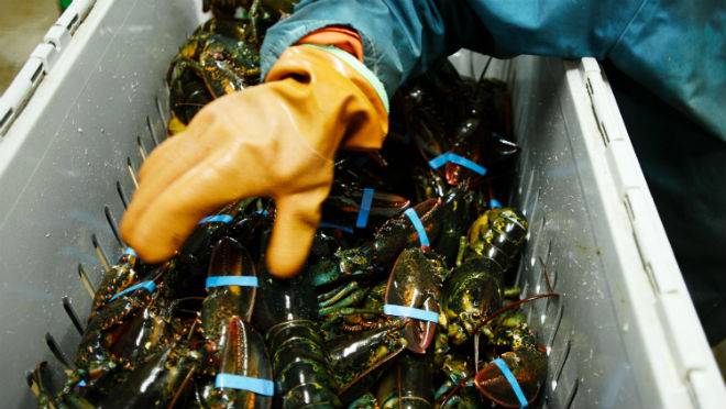 Lobster Exporters | Supplier Fresh Water Lobster, Wholesale Lobster ...