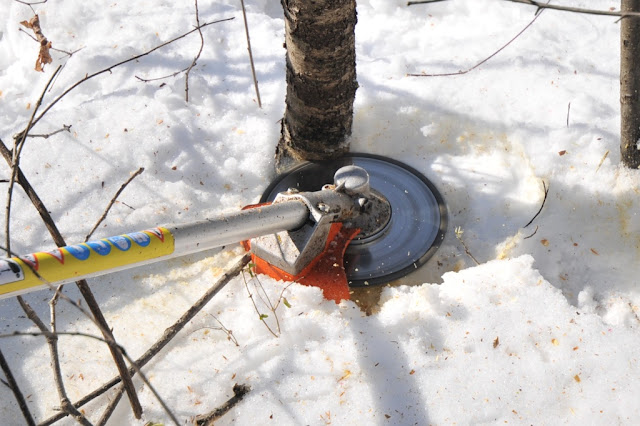 Good Oak News: Beaver Blades Make Brush Cutting More Efficient