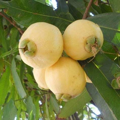 JAMBO: Fruta com sabor de infância - Studio Verde