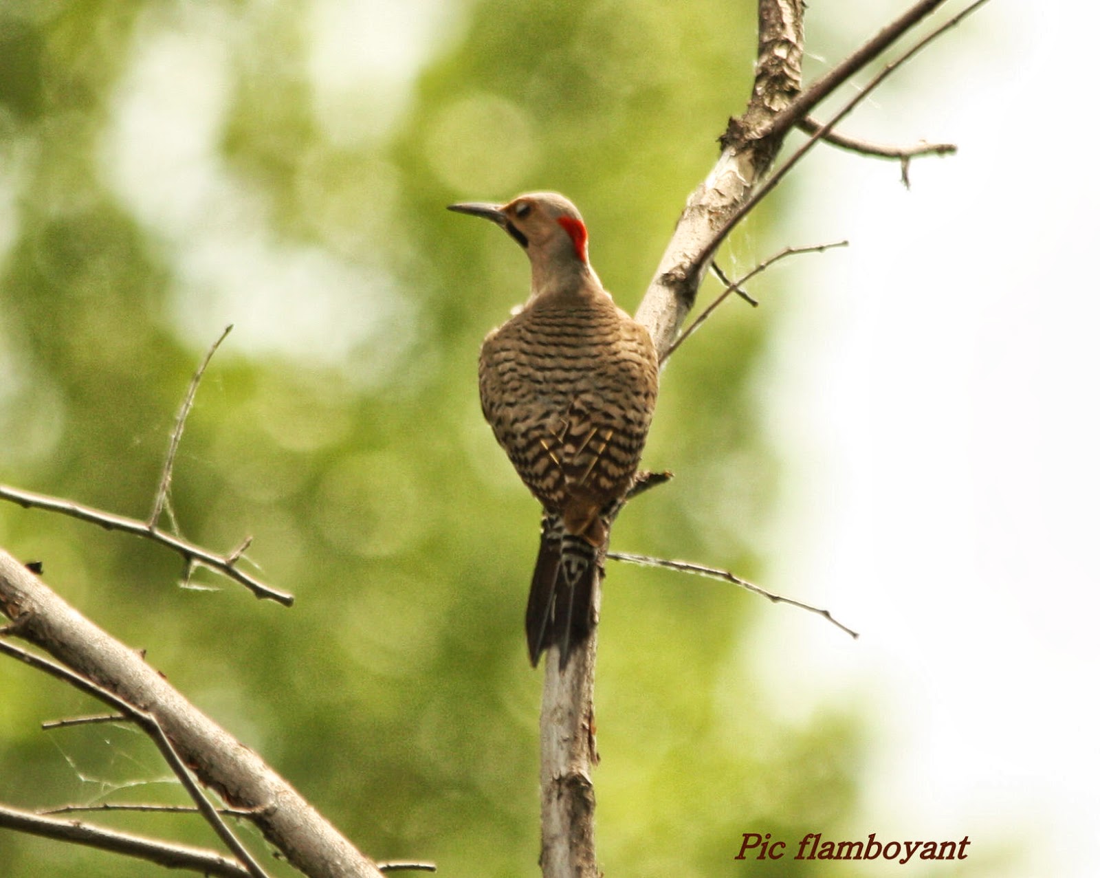 Mes observations d'oiseaux: Pic Flamboyant, mâle