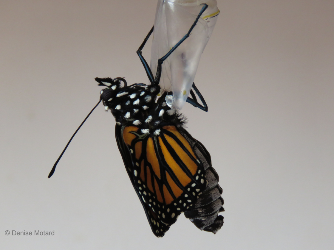 PHOTOS OF MONARCH BUTTERFLIES EMERGING
