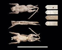 Species New to Science: [Mammalogy • 2020] Trachypithecus popa ...