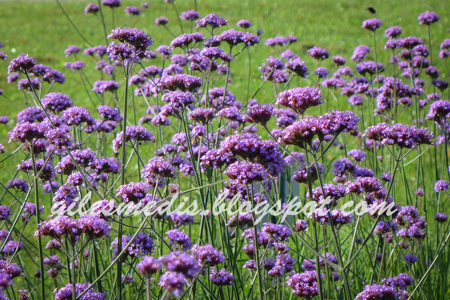 Gilės medis: Patagoninių verbenų (Verbena bonariensis) dauginimas