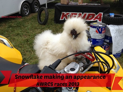 How to train a chicken to walk on a harness & leash - Murano Chicken Farm