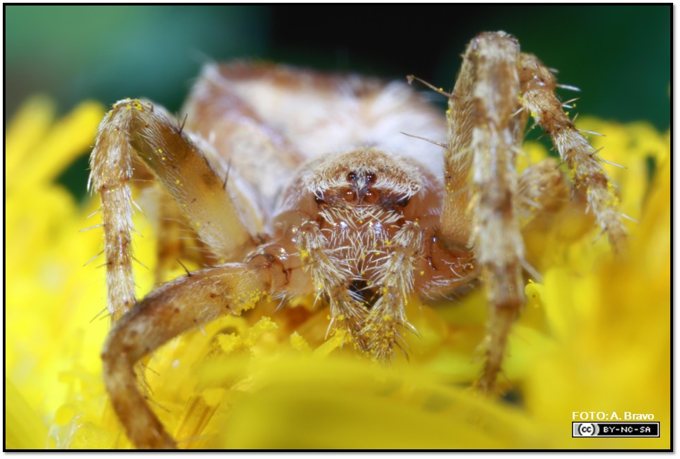FAUNA AUXILIAR: FAMILIA ARANEIDAE