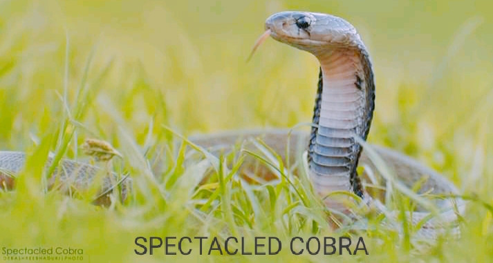 Snakes of jammu and kashmir