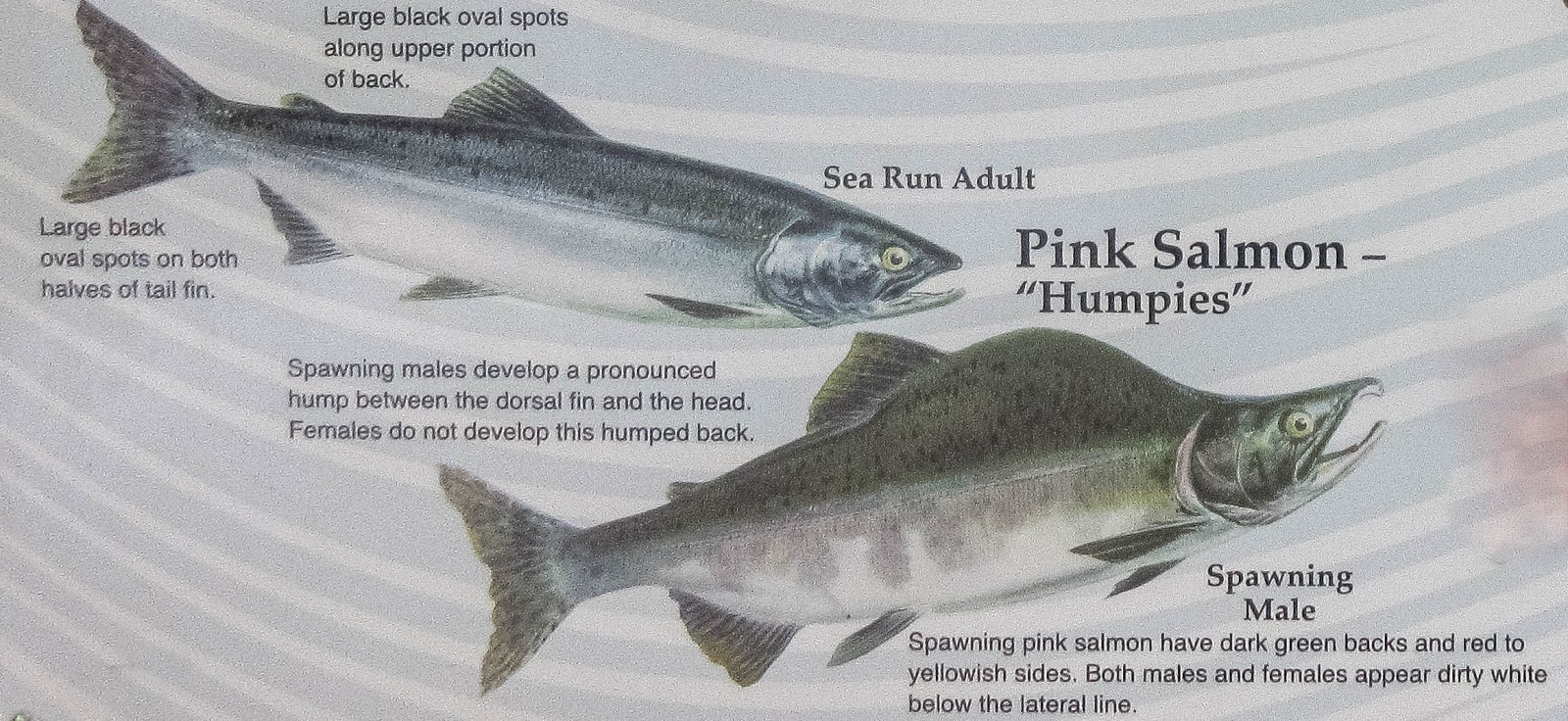 Cannundrums: Pacific Salmon - Five Species