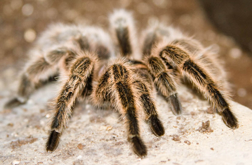 Tarantula | The Biggest Animals Kingdom