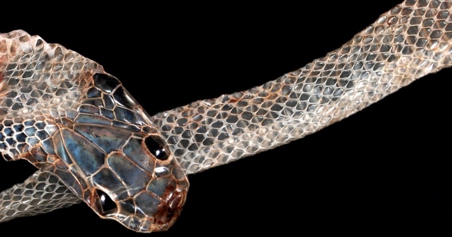 Call me "Snake Face"