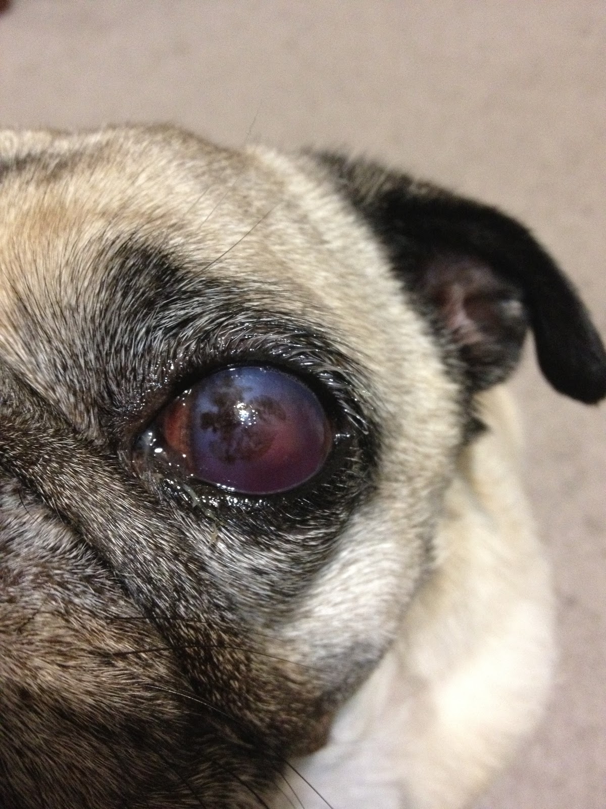 Pug Life: Blind is the New Black