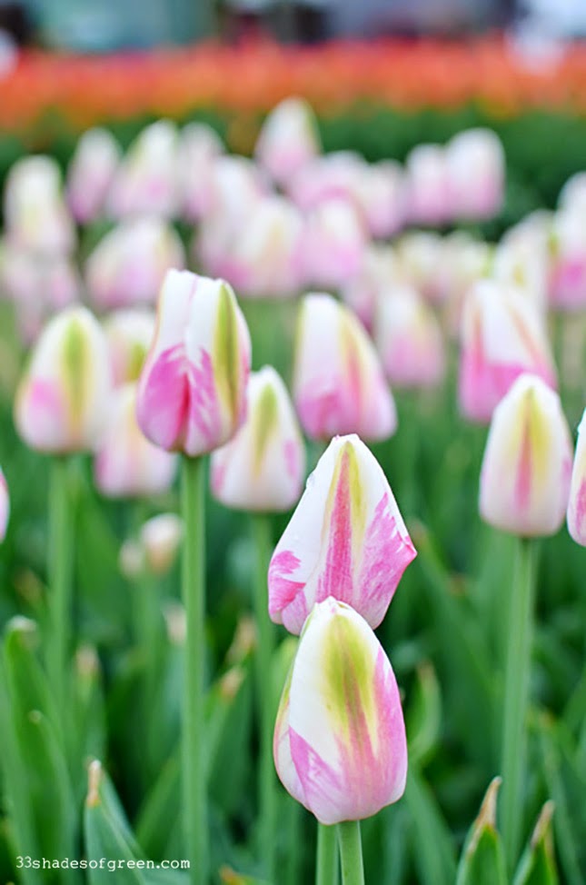 33 Shades of Green: A Walk Through the Tulips
