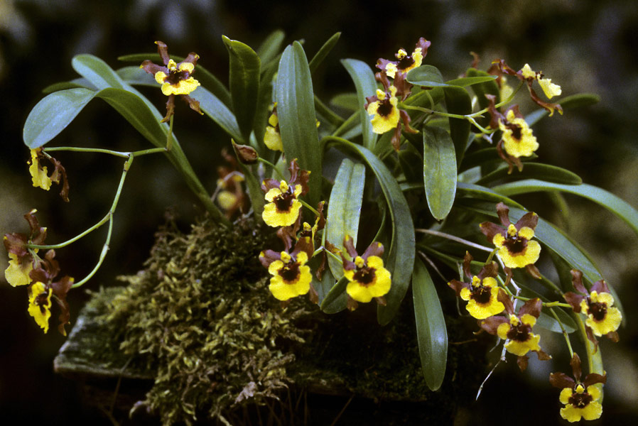 Grow and care Oncidium croesus orchid - The Rich Blooming Oncidium ...