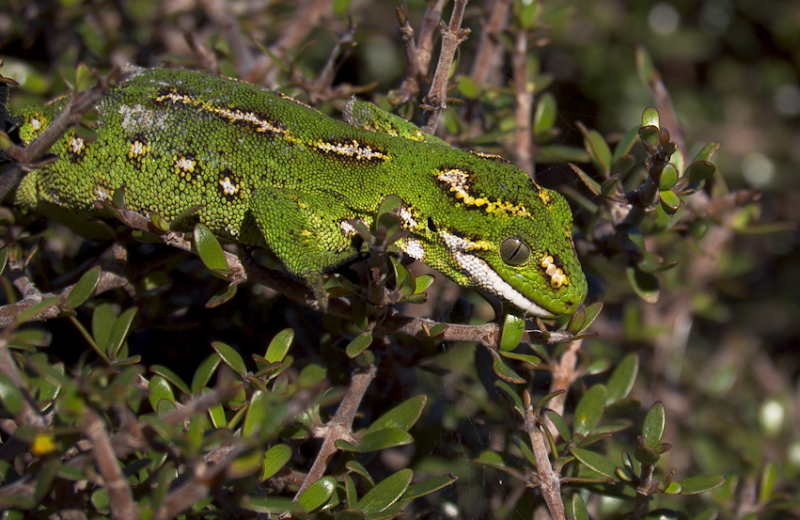 Dan Barrett's Art Blog: Jewel Gecko