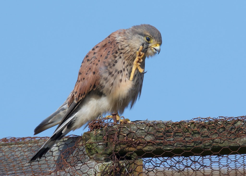 Hilbre Bird Observatory