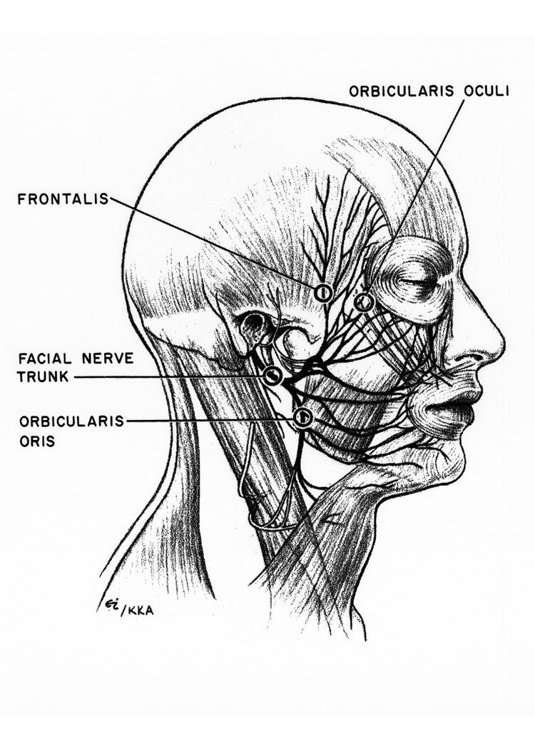 Facial nerve.ppt ~ YOUNG DOCTORS' RESEARCH FORUM