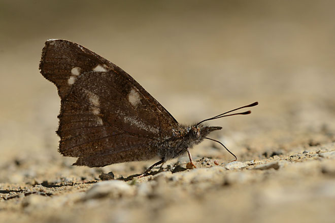 Beauty of Fauna and Flora in Nature: Butterflies @ Kaeng Krachan ...