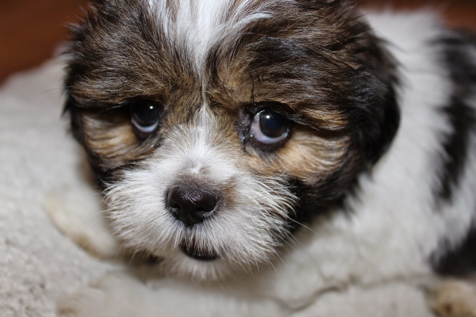 Lhasa Apso - Penny's Pups from birth to new homes: DEPARTING PUPPIES ...