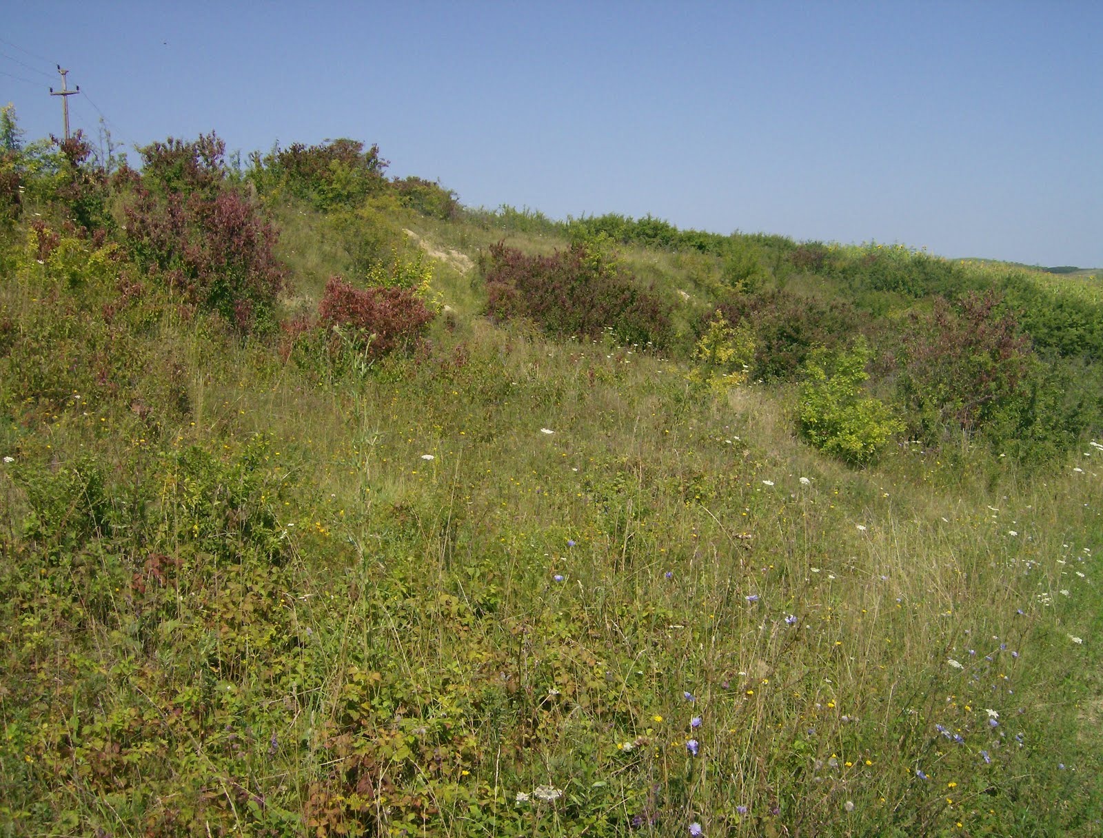 Agricultura sustenabilă: Cum să creezi un colţ sălbatic de 1000 mp cu ...