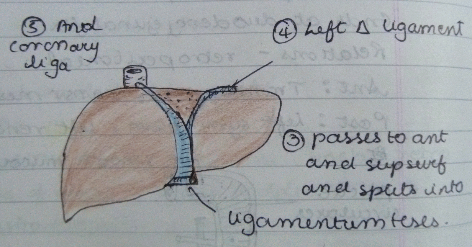 Medicowesome: Peritoneal ligaments of liver
