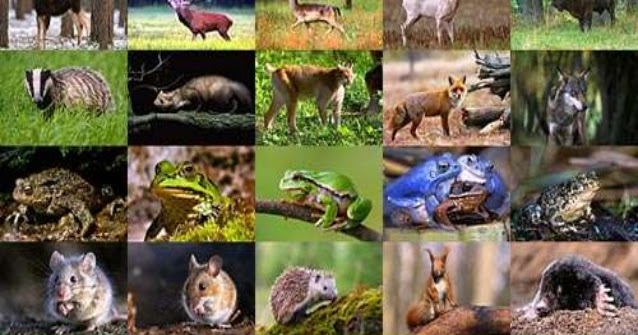 La Fauna: ¿Que es la Fauna.?