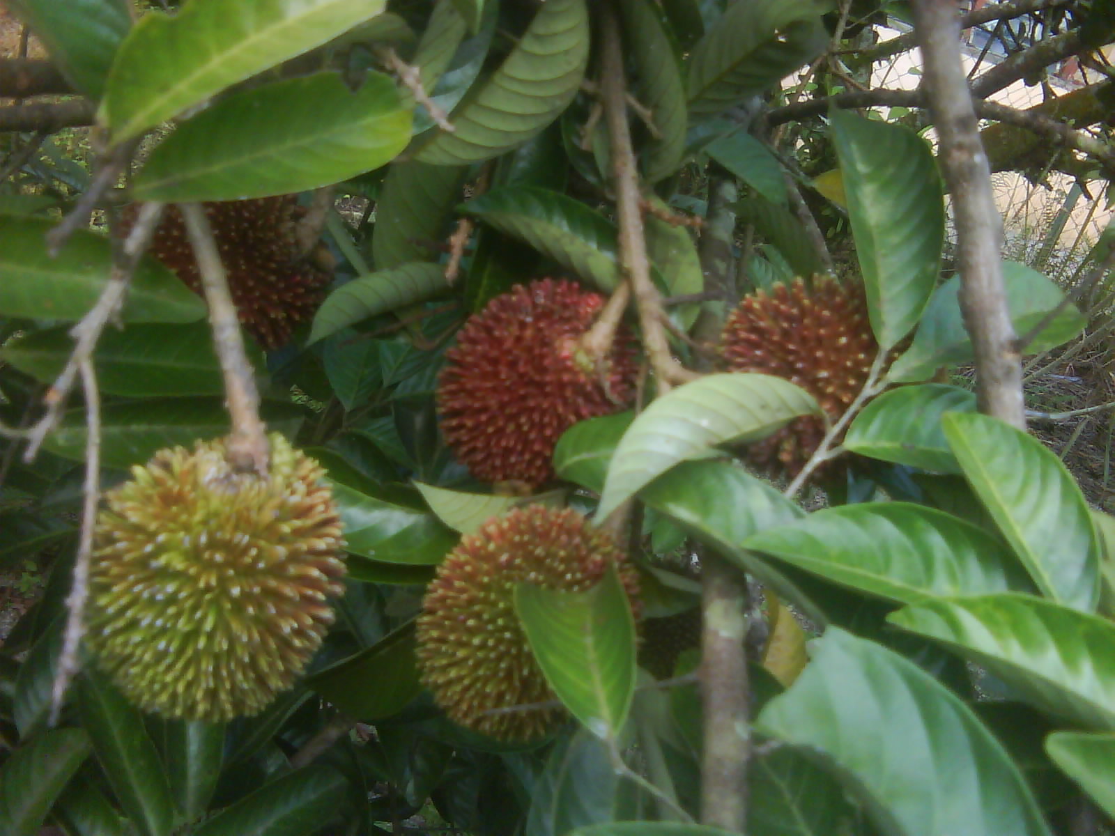 elza punyer blog!!!!!!!!!!!!!: Buah Pulasan...
