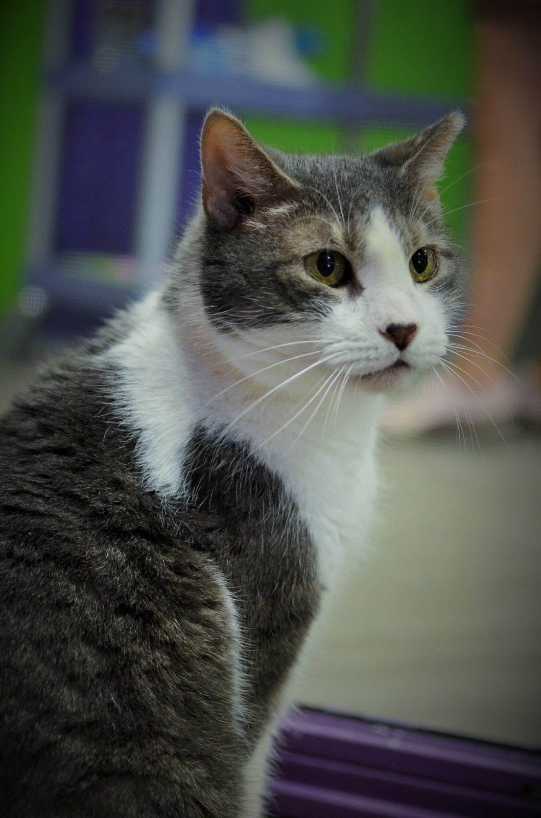 Friday's Friend: Cat Adoption, Fancy Cats Rescue | from the Dog's Paw ...