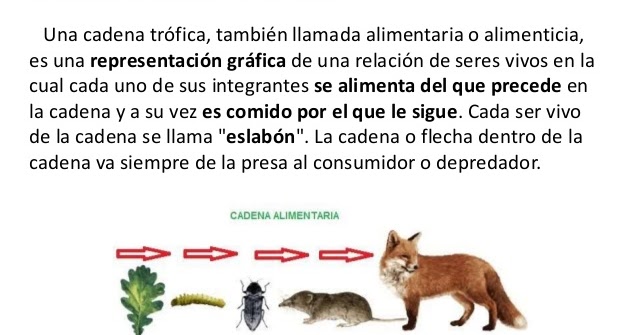 Nuestro blog de Naturales: U1. Cadena alimenticia