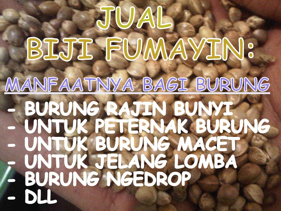 Fumayin Dimata Pecinta Burung - Jual Biji Fumayin Khusus Burung
