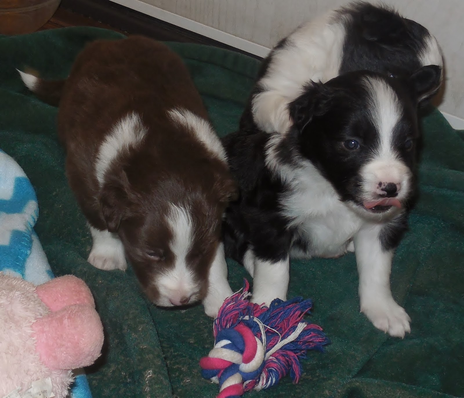 Rocky Mountain Border Collies: Socializing..