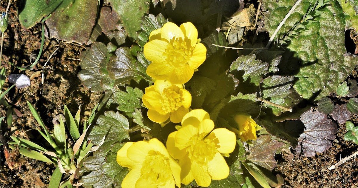 Plantas: Beleza e Diversidade: Ranunculus gregarius