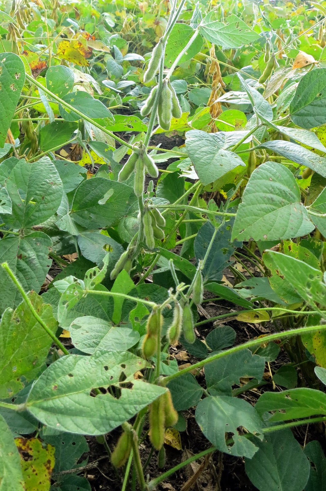 Dust In My Coffee: Walking Beans