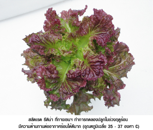 ZEN HYDROPONICS: สลัด รีดิน่า (Red Redina Lettuce)