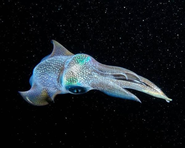 PROJETOBIOMAR: Foto do Dia: Belíssimo Cephalopode