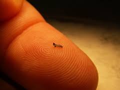 Express Shunt Glaucoma Information