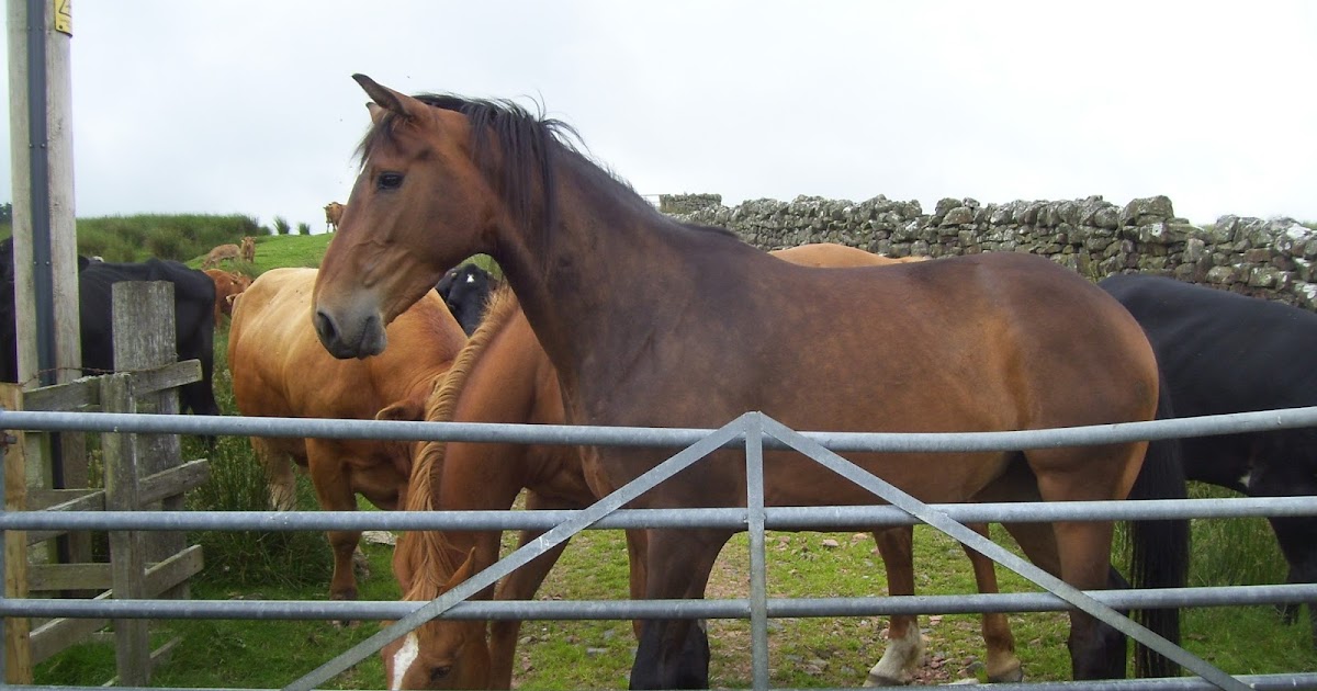 Rev Dr Susan Ramsaran: Encounter with the bull