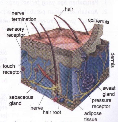 Excretory System In Human - New Science Biology