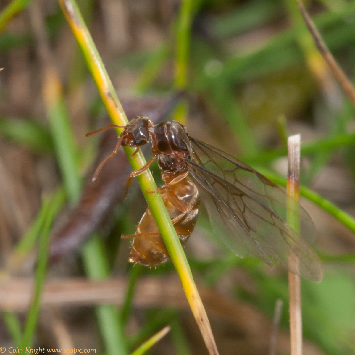 Postcards from Sussex: Hummingbird Hawk-moth and flying ants