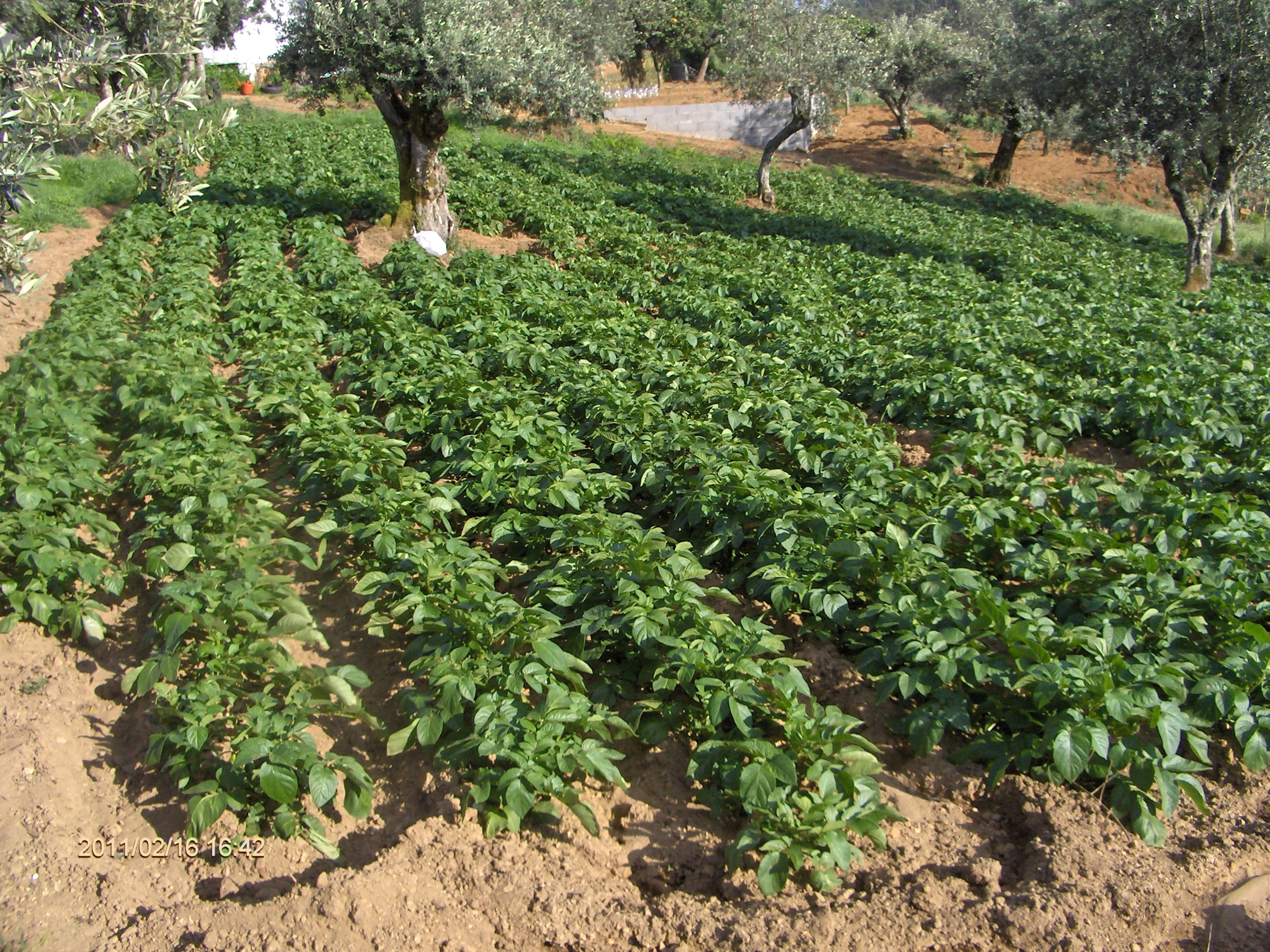 Terramanhada: Como cultivar batatas
